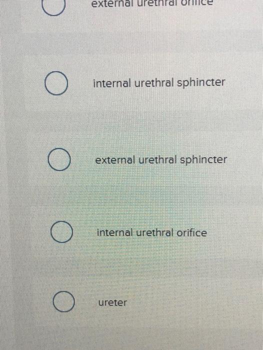 Solved Multiple Choice О O external urethral orifice O O | Chegg.com