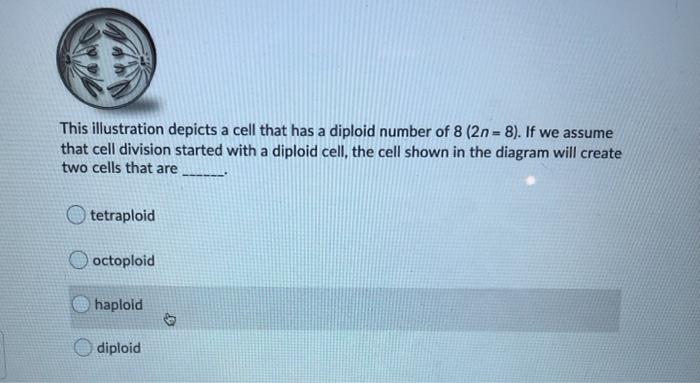 Solved This illustration depicts a cell that has a diploid | Chegg.com