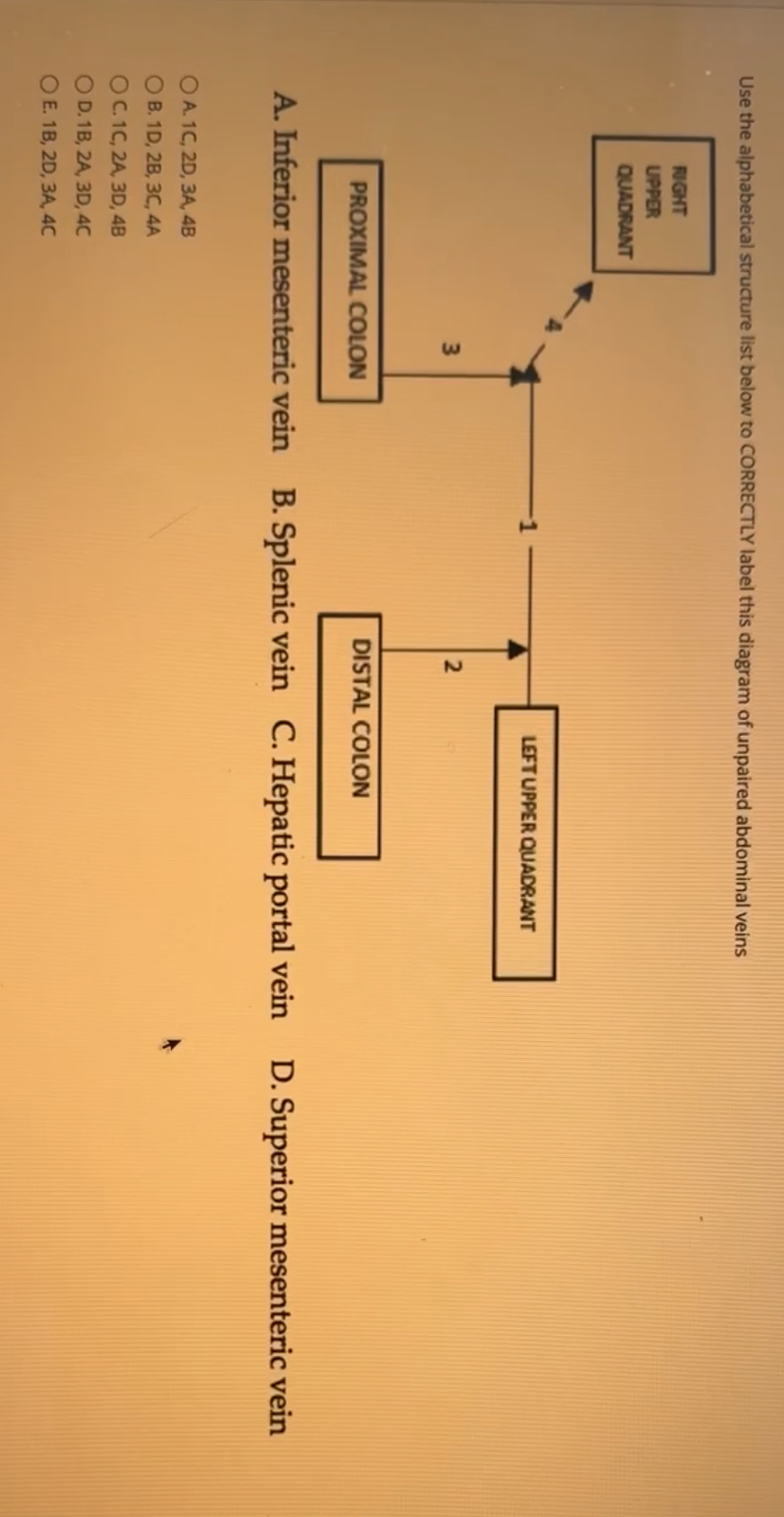 Solved Use the alphabetical structure list below to | Chegg.com