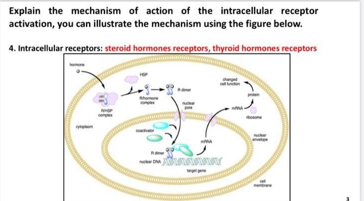 Solved Explain the mechanism of action of the intracellular | Chegg.com