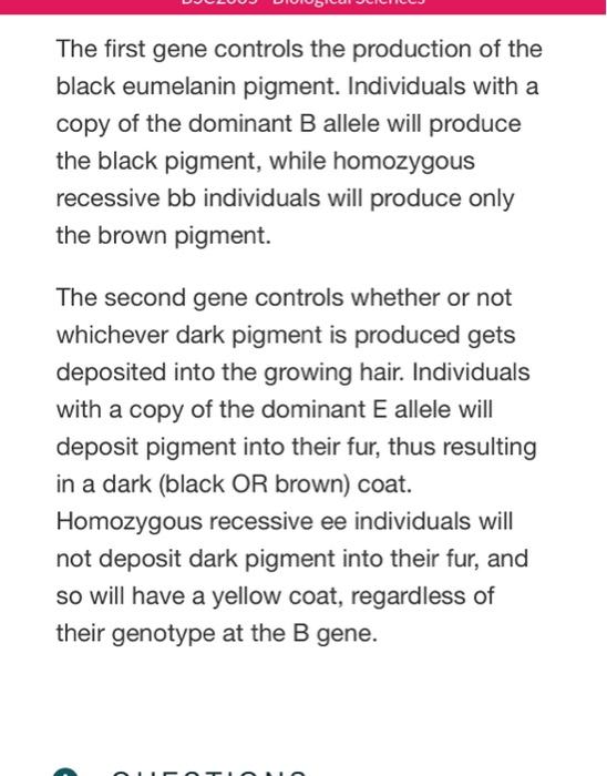Solved The first gene controls the production of the black | Chegg.com