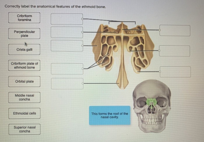Solved Correctly Label The Anatomical Features Of The Chegg