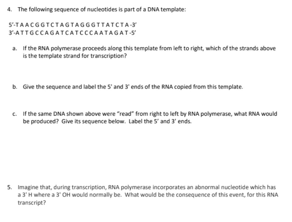 4. ﻿The following sequence of nucleotides is part of | Chegg.com