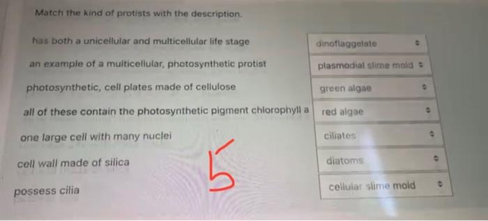 Solved Match the kind of protists with the description. has | Chegg.com