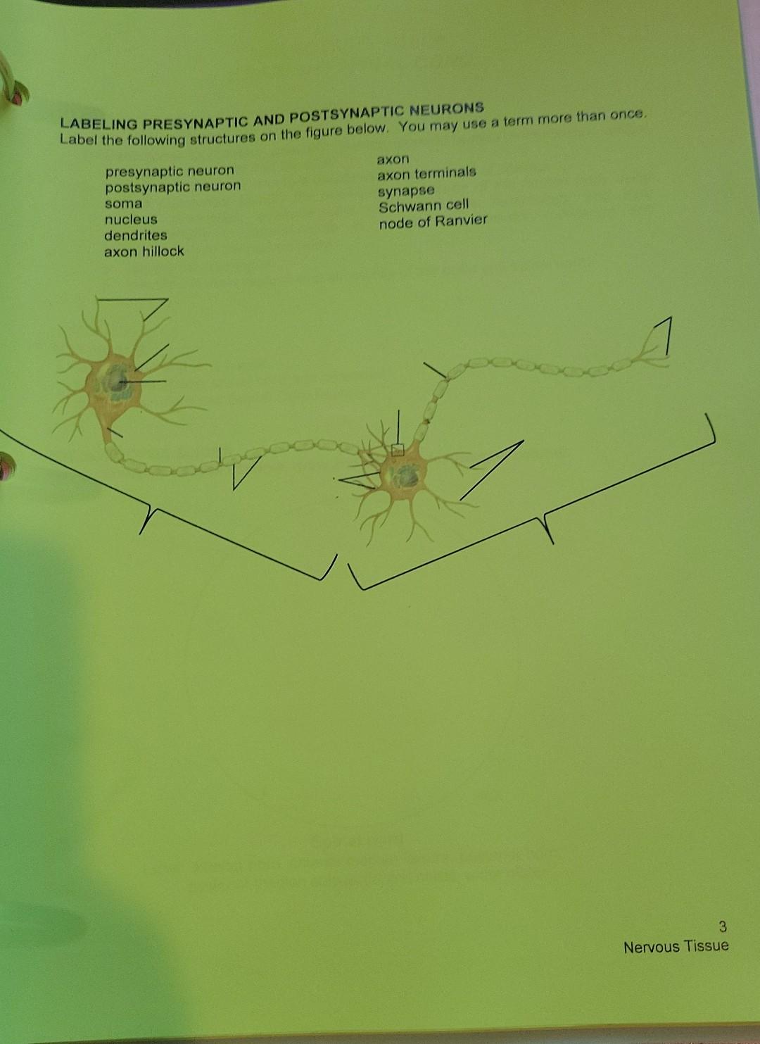 Solved LABELING PRESYNAPTIC AND POSTSYNAPTIC NEURONS Label | Chegg.com