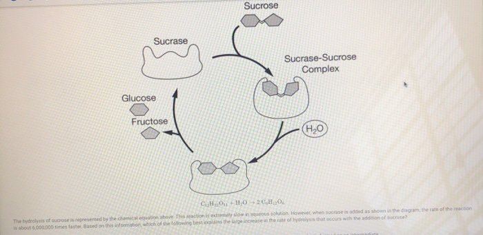 Solved Sucrose Sucrase Sucrase-Sucrose Complex Glucose | Chegg.com