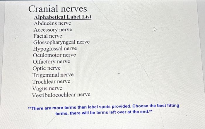 Solved CRANIAL NERVES BOTTOM VIEW **There are more terms | Chegg.com