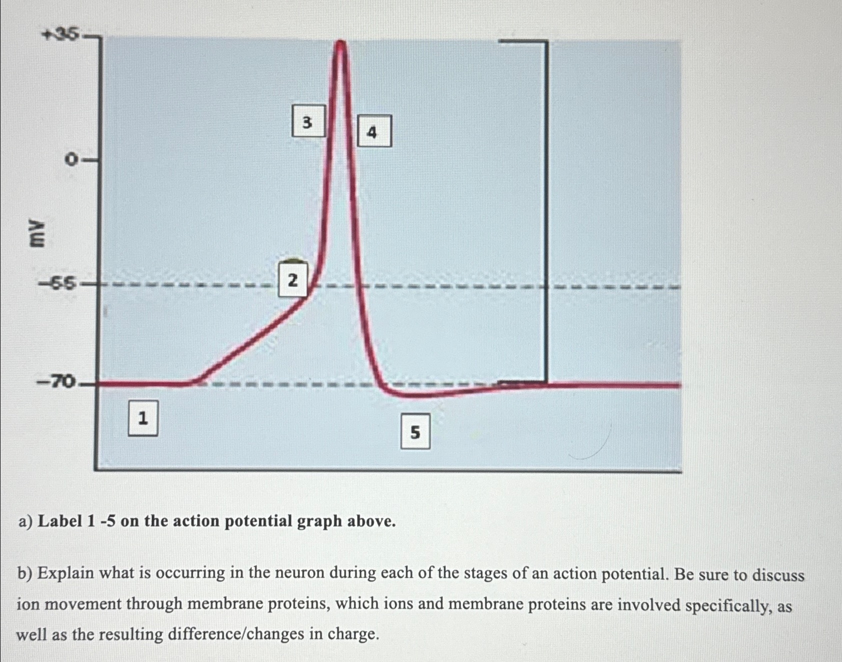 Solved a) ﻿Label 1 -5 ﻿on the action potential graph | Chegg.com