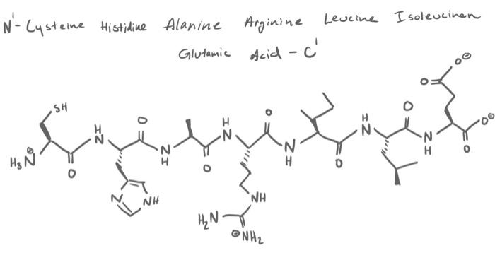 Solved I am trying to draw this polypeptide chain of amino | Chegg.com