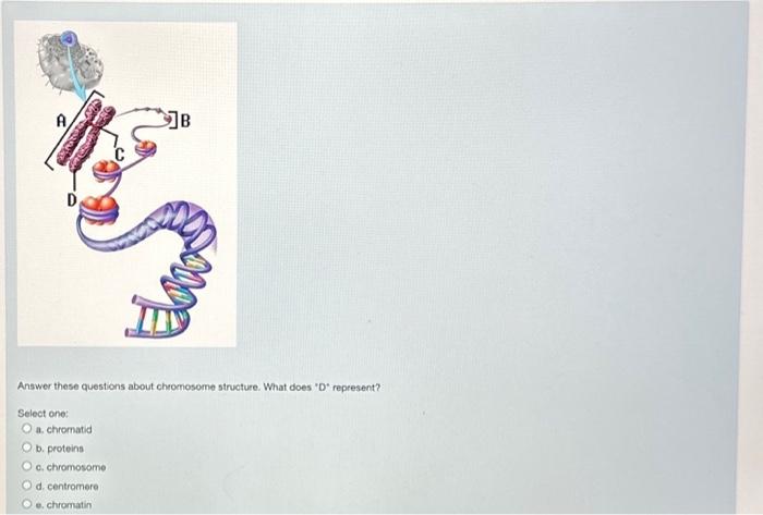 Solved Answer these questions about chromosome structure. | Chegg.com