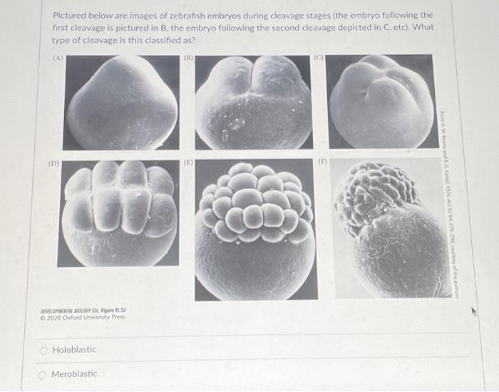 Zebrafish Embryo Stages