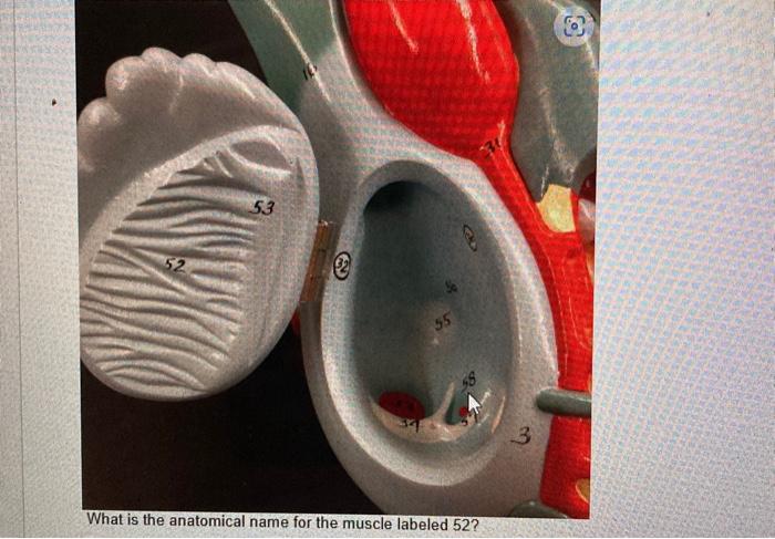 Solved viriat is une anatomical name tor the muscle labeled | Chegg.com