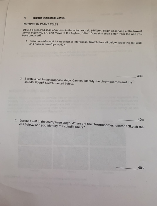 Solved 6 GENETICS LABORATORY MANUAL MITOSIS IN PLANT CELLS | Chegg.com