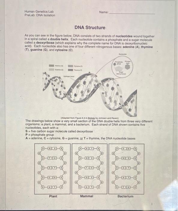 Solved As you can see in the figure below, DNA consists of | Chegg.com