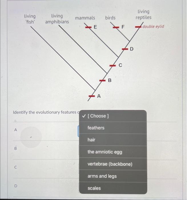 Solved Identify the evolutionary features | Chegg.com