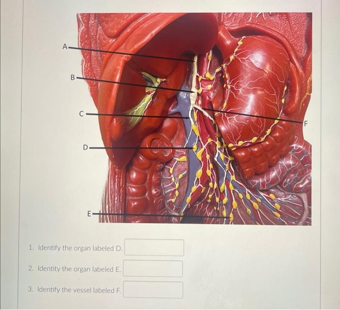 Solved 1. Identify the vessel labeled A. 2. Identify the | Chegg.com