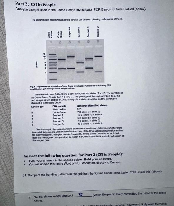 Solved Part 2: CSI in People. Analyze the gel used in the | Chegg.com