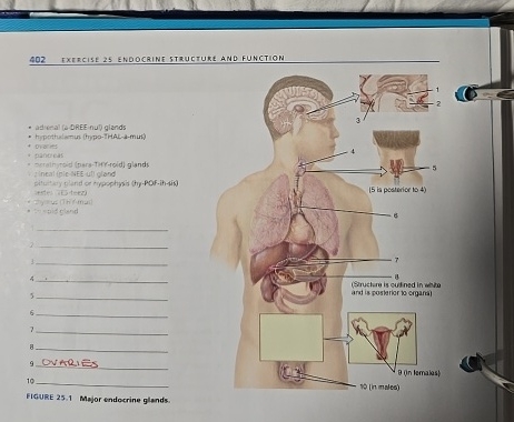 Solved 402 ﻿EXIRCISE 25 ﻿ENDOCRINE STRUCTURE AND | Chegg.com