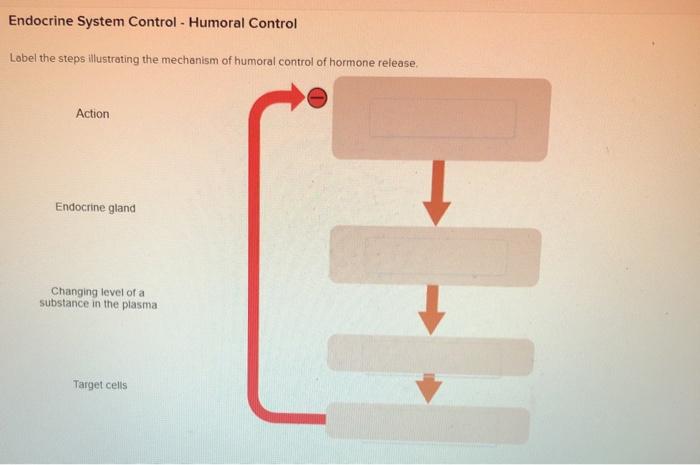 Solved Endocrine System Control - Humoral Control Label the | Chegg.com