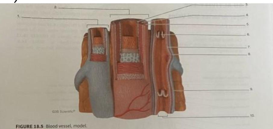 Solved FIGURE 18.5 Blood vessel, model. | Chegg.com