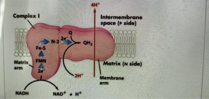 Solved Complex Intermembrane space (P side) 2e N-2 QH2 Fe-s | Chegg.com