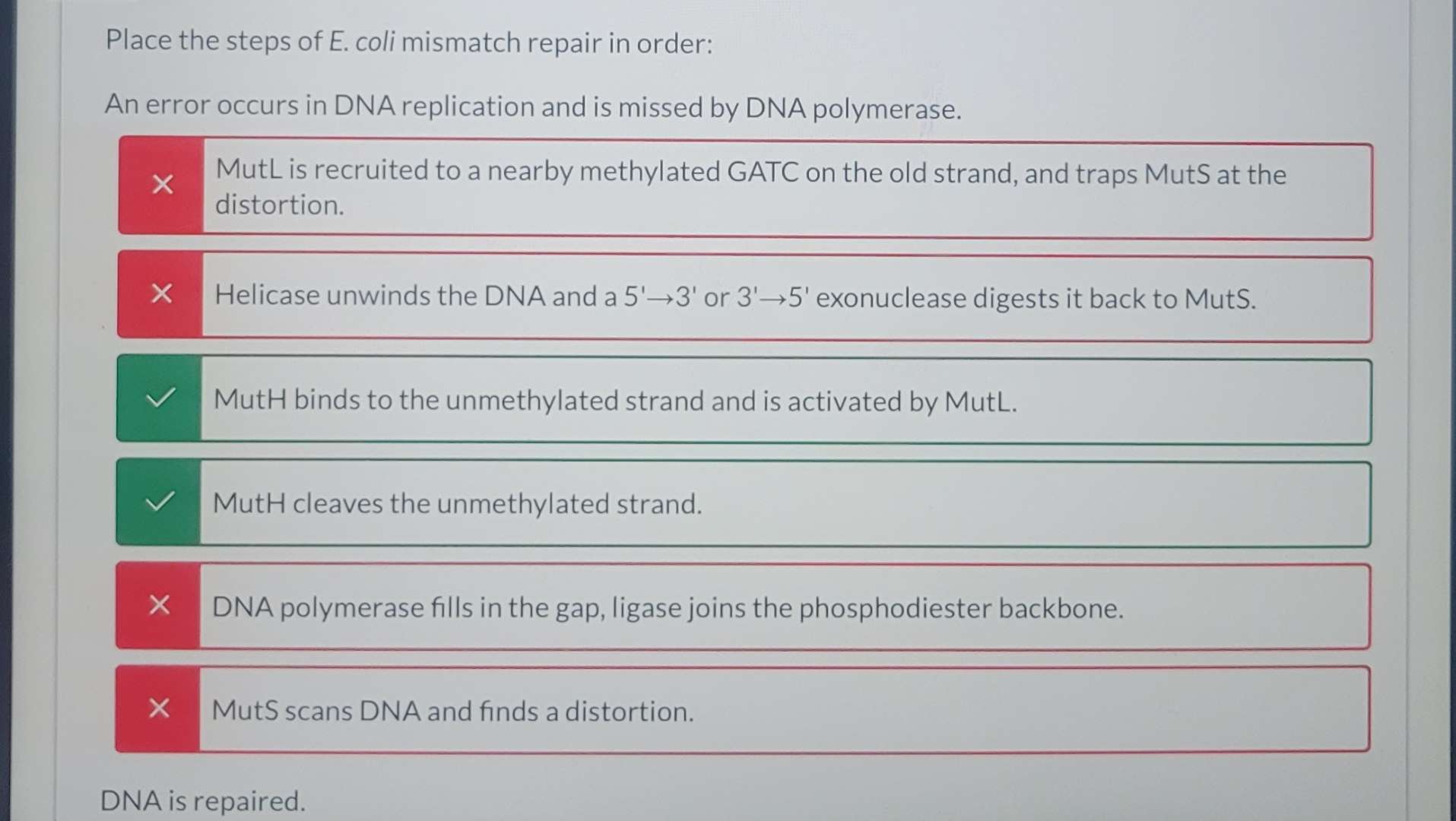 Solved Place the steps of E. ﻿coli mismatch repair in | Chegg.com