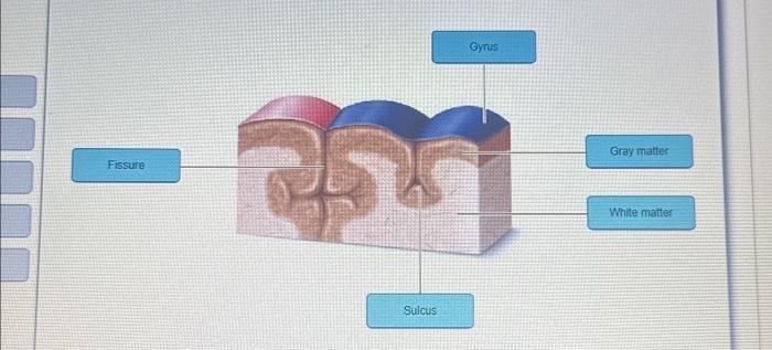 Solved Drag the appropriate labels to their respective | Chegg.com