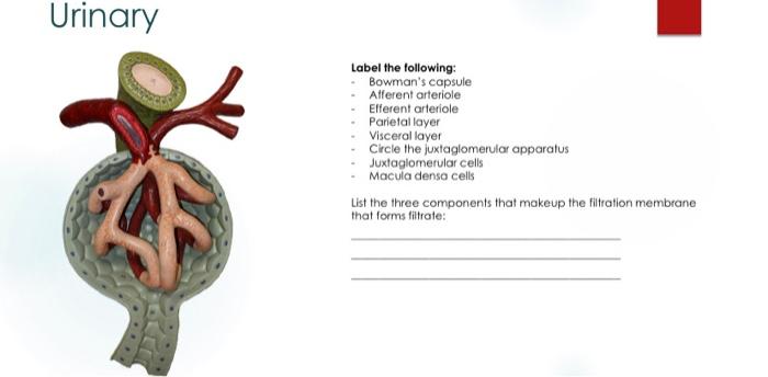 Solved Urinary Label the following: - Right \& lelt kidney - | Chegg.com