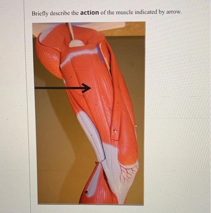 Solved Identify the muscle indicated by arrow. Where is the | Chegg.com