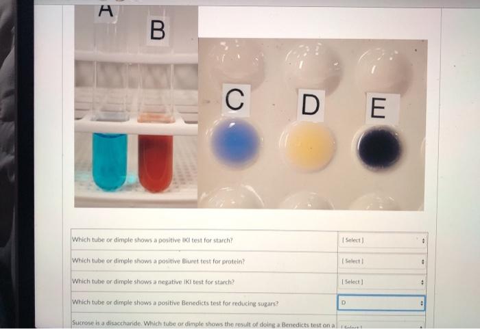 Solved B C D E Select Which tube or dimple shows a positive | Chegg.com