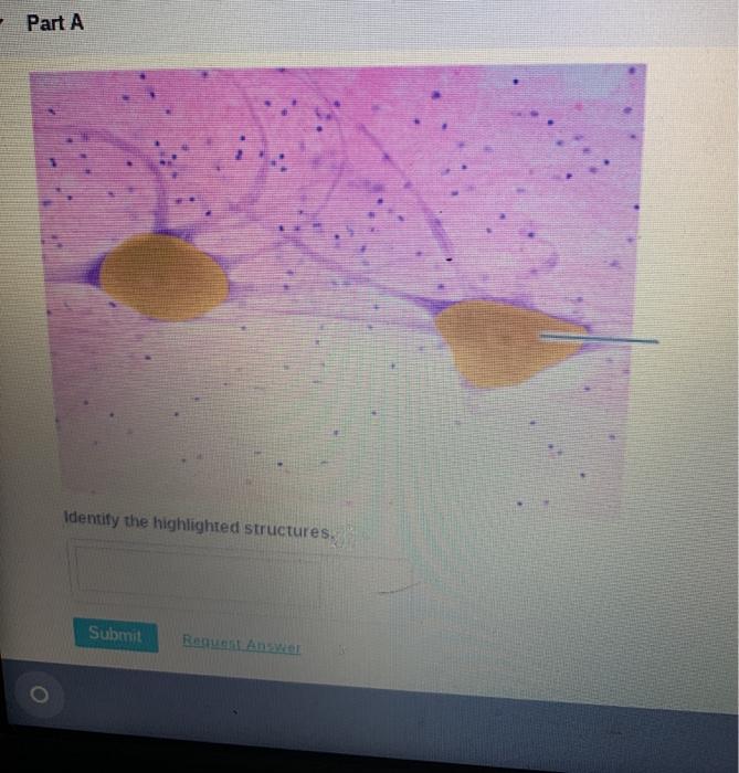 Solved Part A Identify the highlighted structures, Submit | Chegg.com