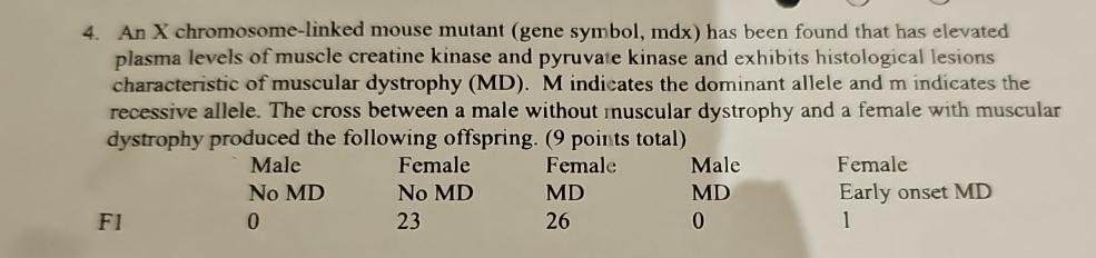 Solved An X chromosome-linked mouse mutant (gene symbol, | Chegg.com