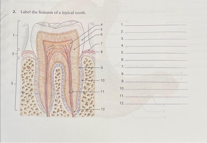 Solved 2. Label the features of a typical tooth. 1. 2. 3. 4. | Chegg.com