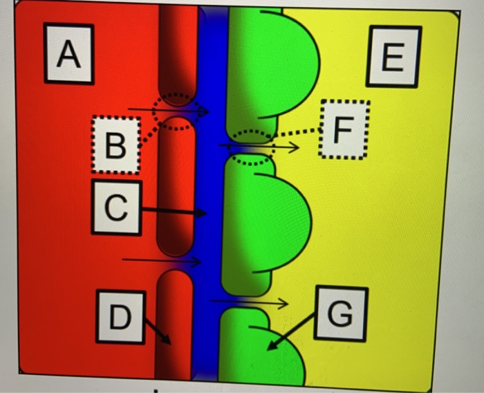 Solved A E F B С D G ide mem basement membrane fenestated | Chegg.com
