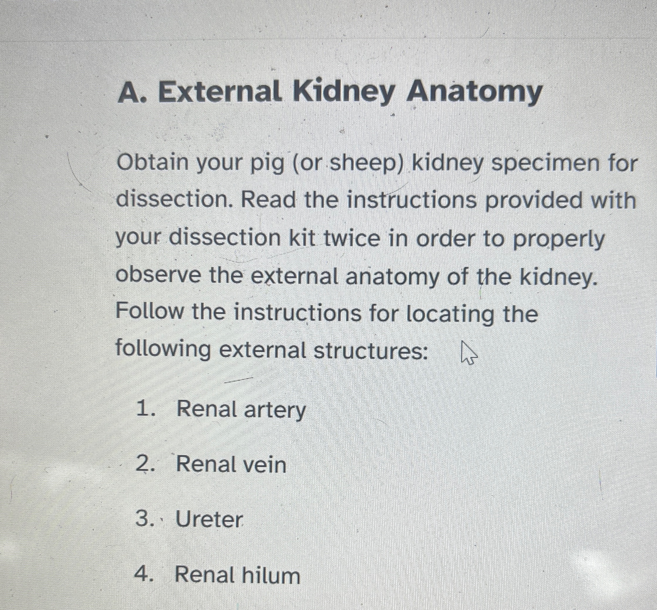 Solved A. ﻿External Kidney AnatomyObtain your pig (or sheep) | Chegg.com