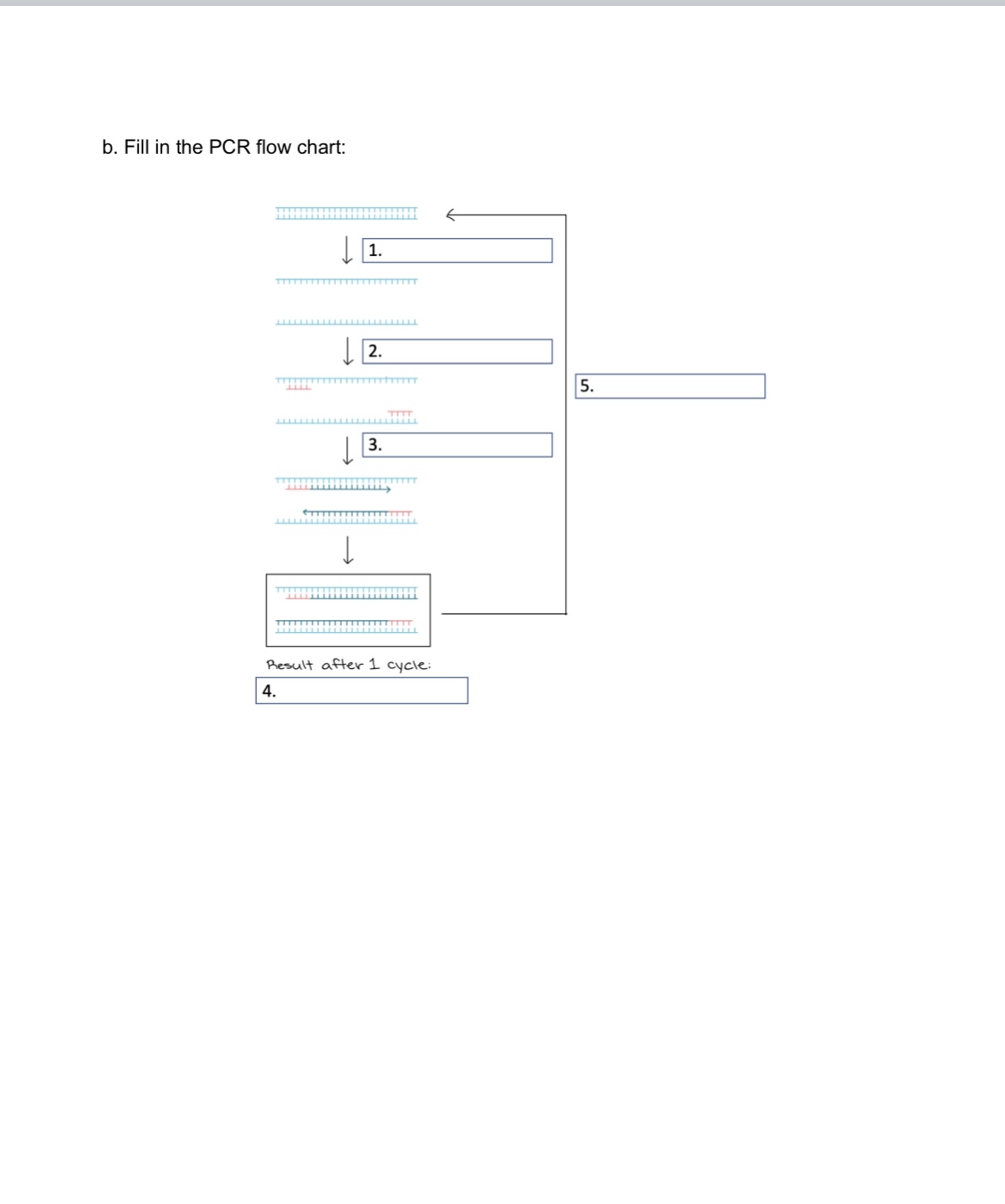Solved b. ﻿Fill in the PCR flow chart:Result after 1 | Chegg.com