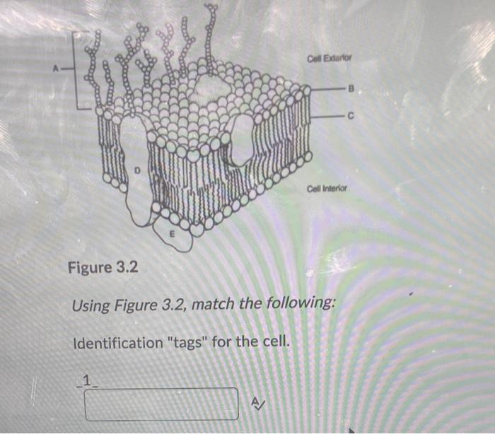 Solved Using Figure 3.2, match the following: Identification | Chegg.com
