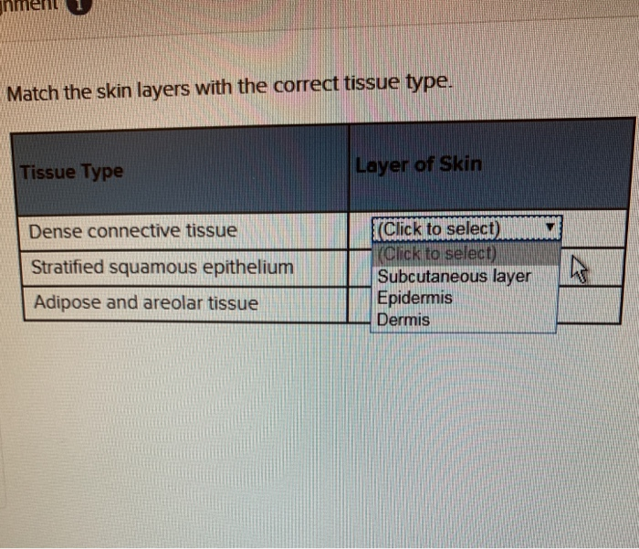 Solved nment 1 Match the skin layers with the correct tissue | Chegg.com