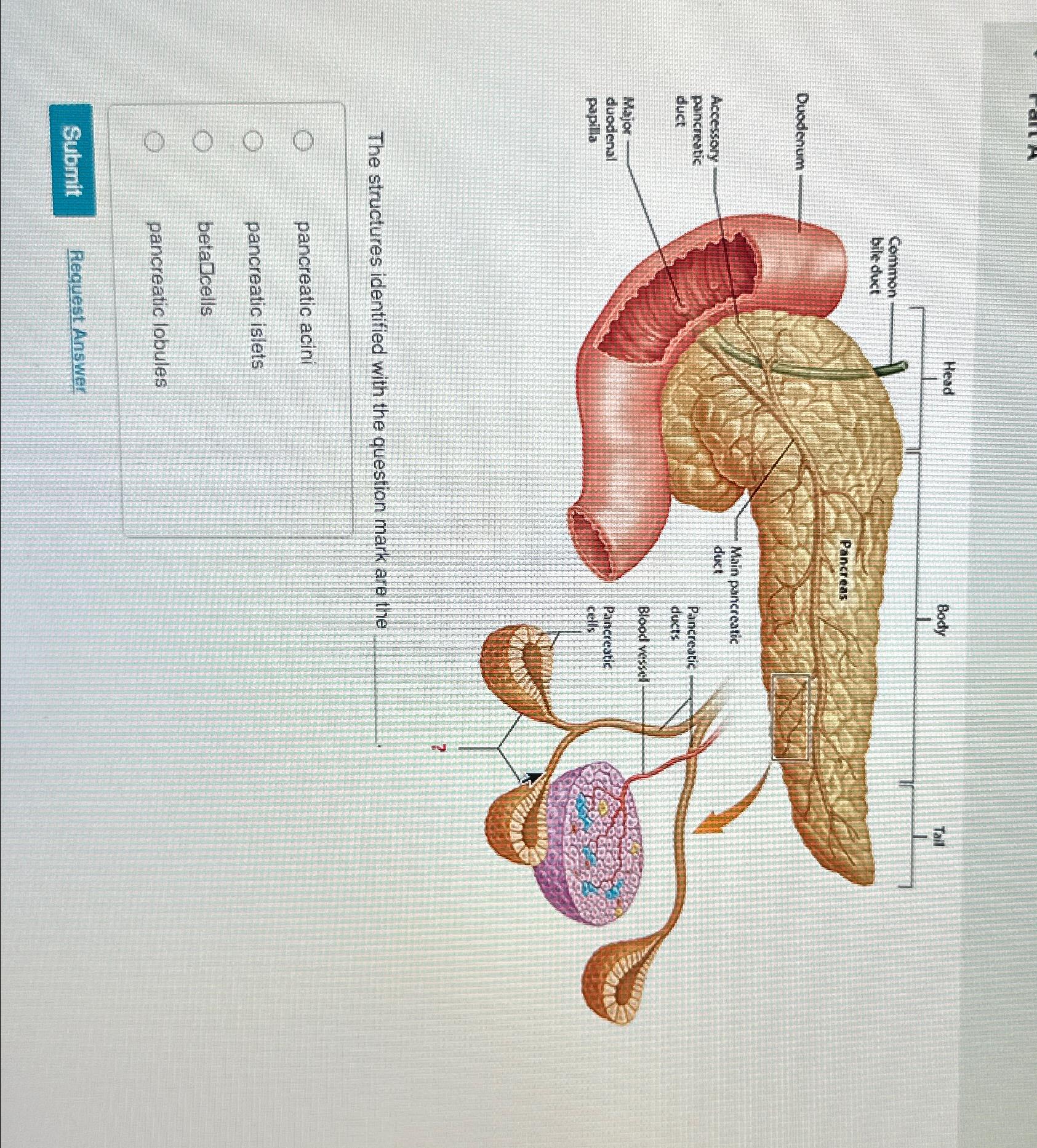 Solved pancreatic acinipancreatic isletsbeta[cellspancreatic | Chegg.com