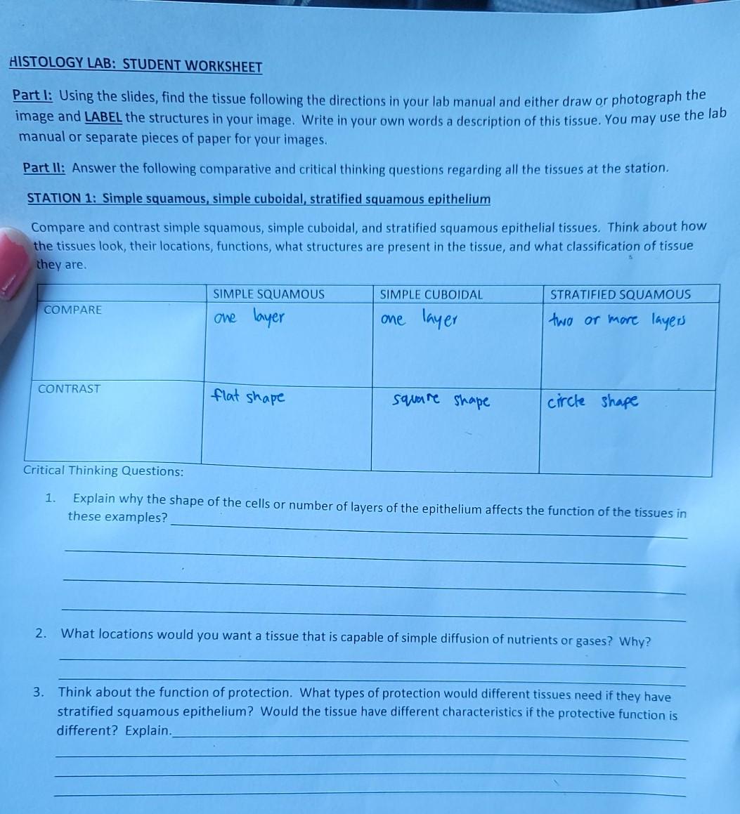 Solved HISTOLOGY LAB: STUDENT WORKSHEET Part I: Using the | Chegg.com