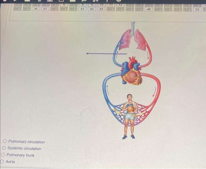 Solved Pulmonary circulation Systemic circulation Pulmonary | Chegg.com