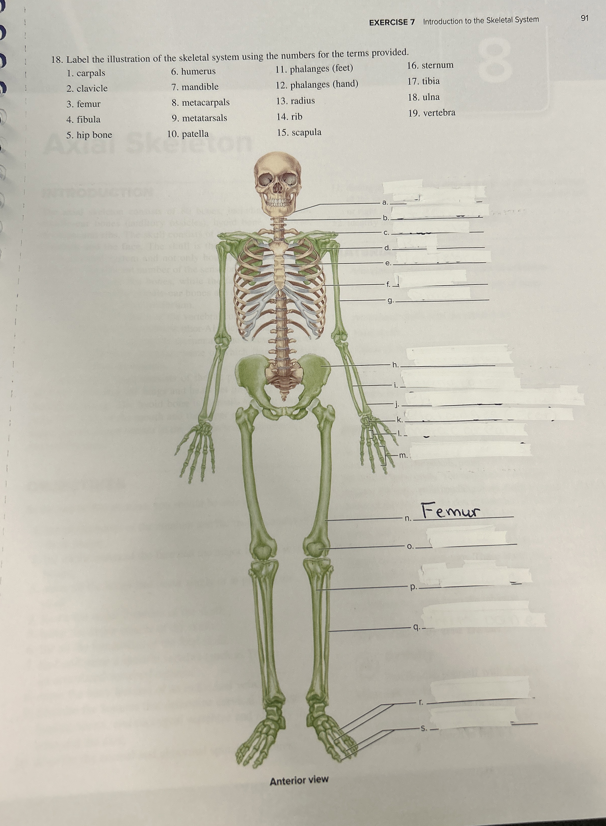 Solved Label the illustration of the skeletal system | Chegg.com