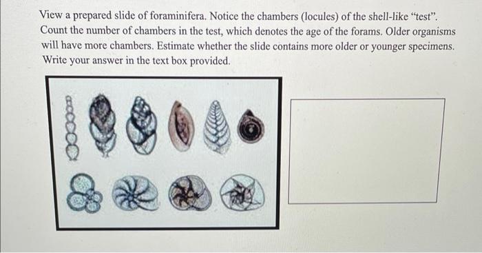 View a prepared slide of foraminifera. Notice the | Chegg.com