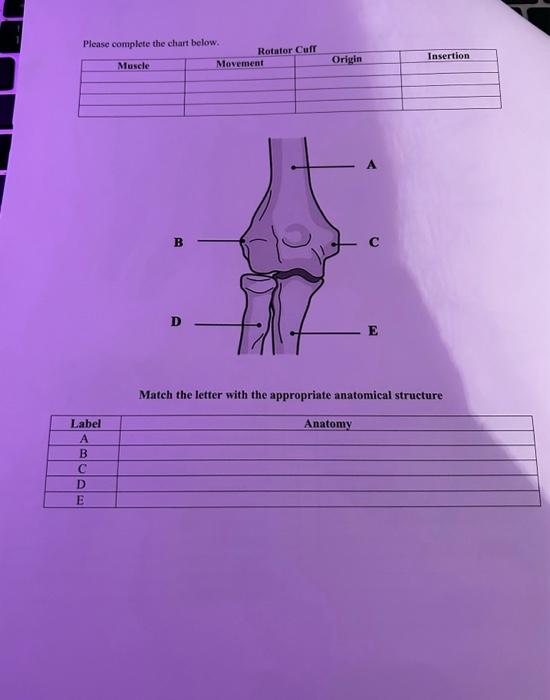 Solved Upper Extremity Anatomy (word banks under answer | Chegg.com