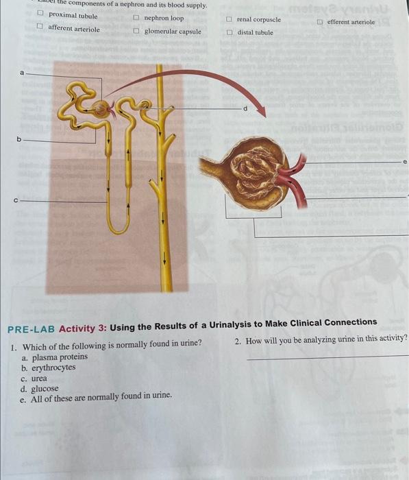 Solved proximal tubule afferent arteriole nephron loop | Chegg.com