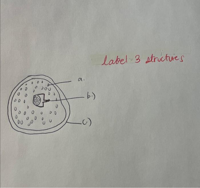 Solved label 3 structures | Chegg.com