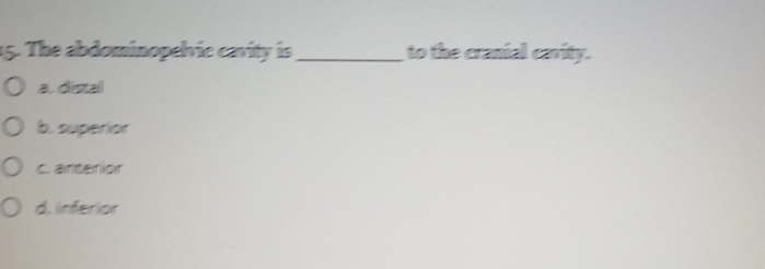 Solved The abdominopehic canity isto the cranial canity.a. | Chegg.com