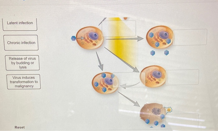 Solved Please label the images to review the possible | Chegg.com