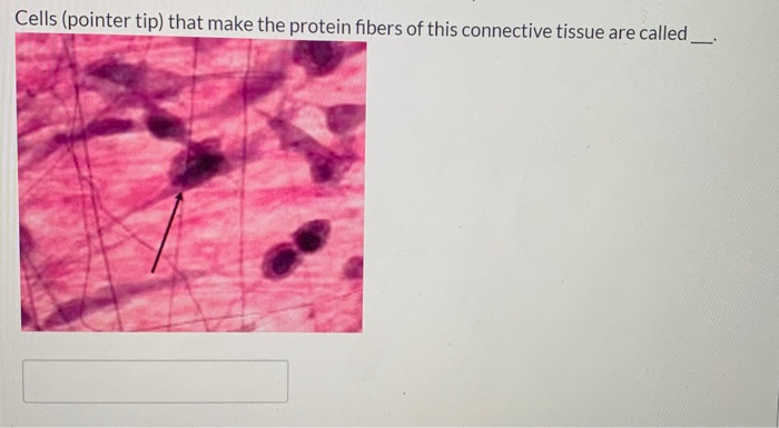 Solved Cells (pointer tip) that make the protein fibers of | Chegg.com