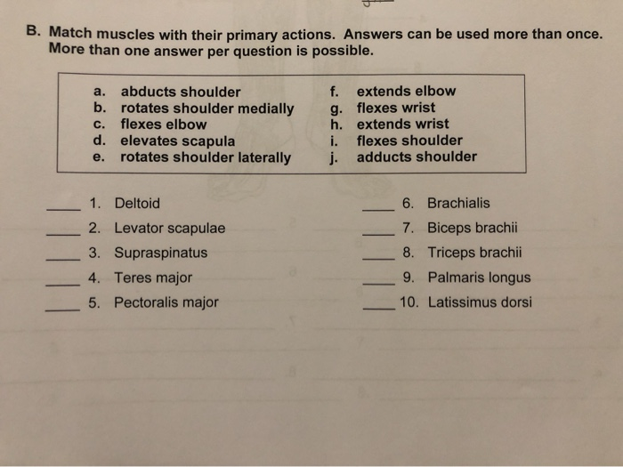 Solved B. Match muscles with their primary actions. Answers | Chegg.com